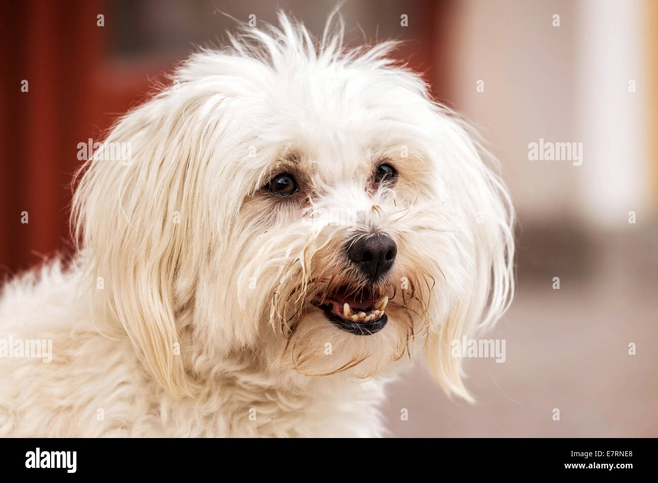 Portrait of cute maltese dog Stock Photo - Alamy