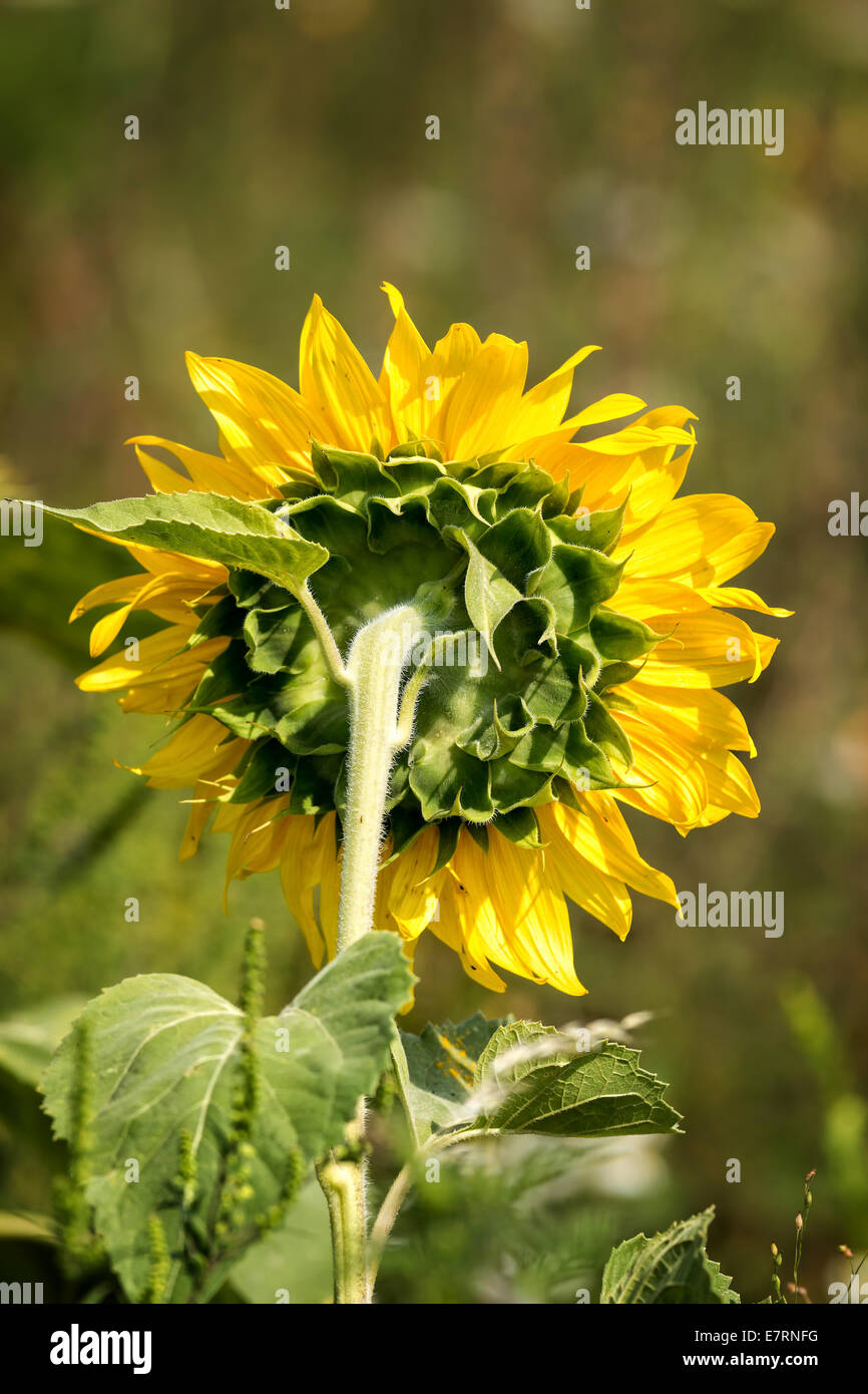 Whole sunflower head hi-res stock photography and images - Alamy