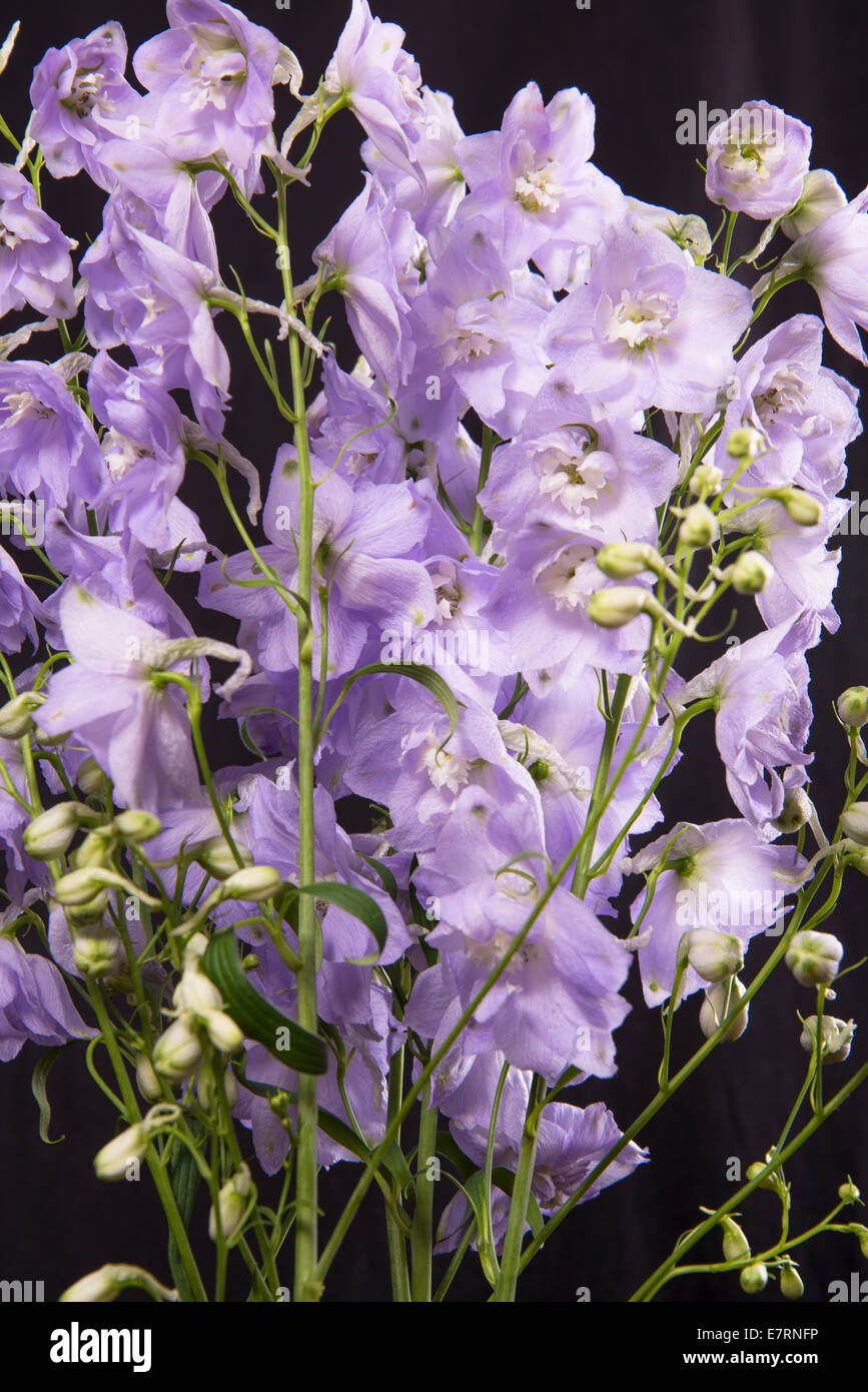 Delph hi-res stock photography and images - Alamy