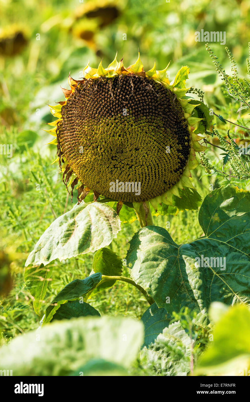 Mature sunflower head hi-res stock photography and images - Alamy
