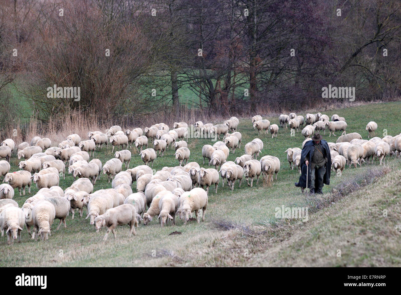 A Sheperd Caring For His Sheep Flock Stock Photo - Alamy
