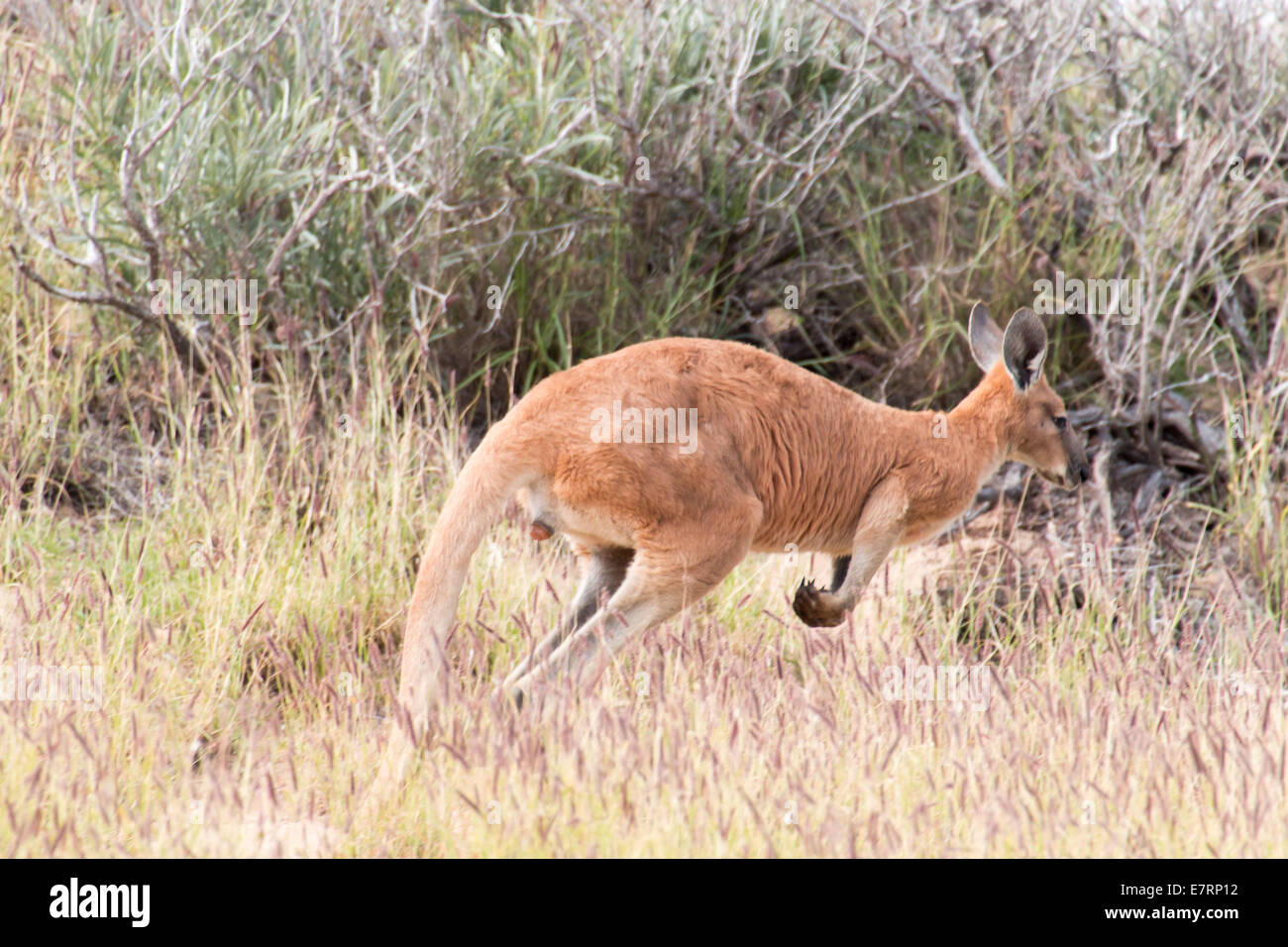 Red Kangaroo, Macropus rufus Stock Photo - Alamy