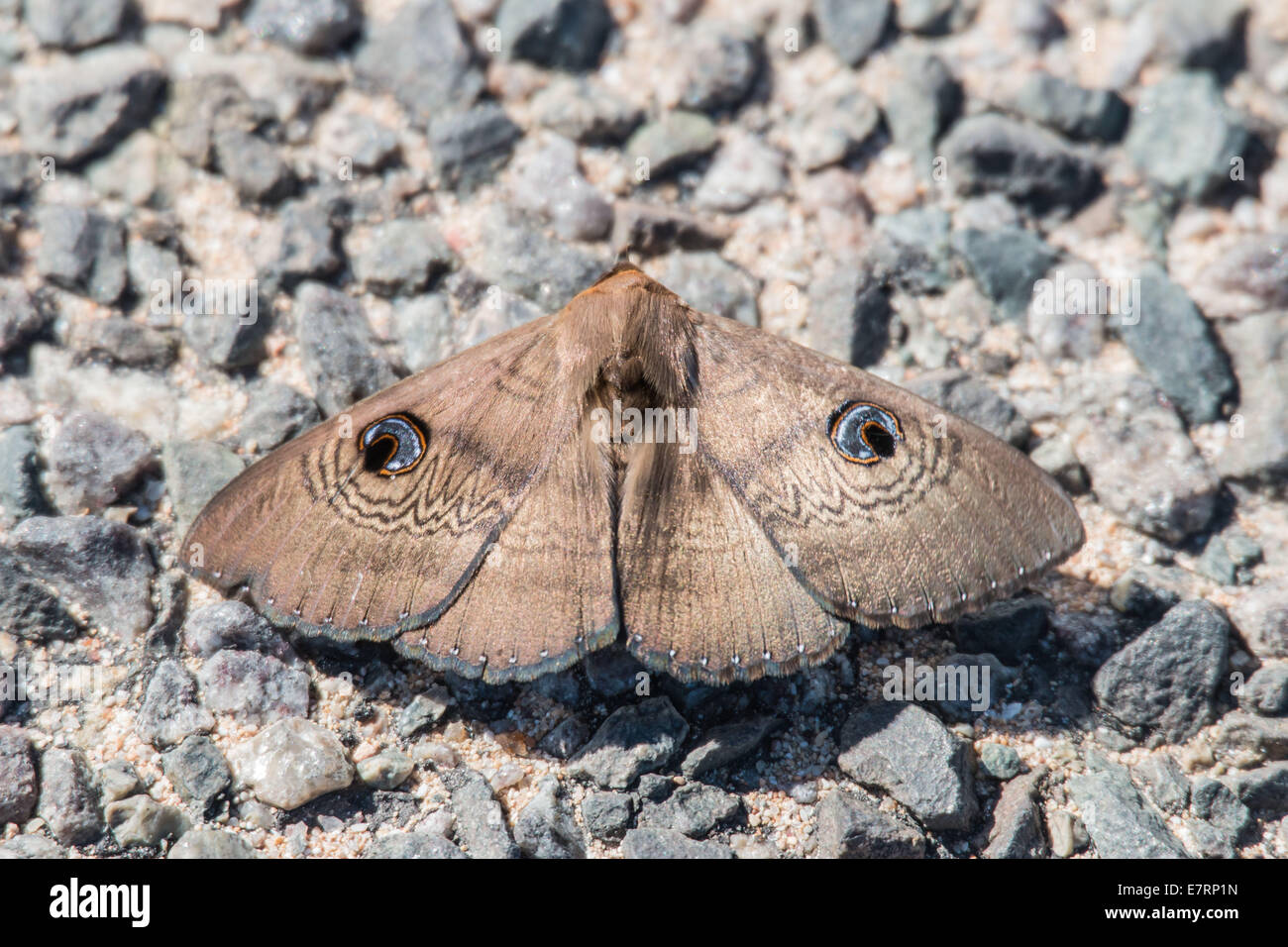 Old lady moth hi-res stock photography and images - Alamy