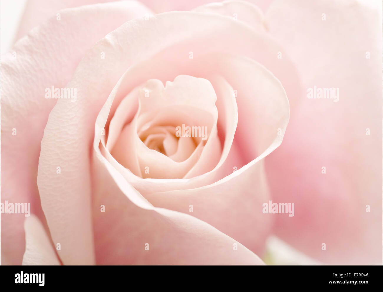 Light pink rose hi-res stock photography and images - Alamy