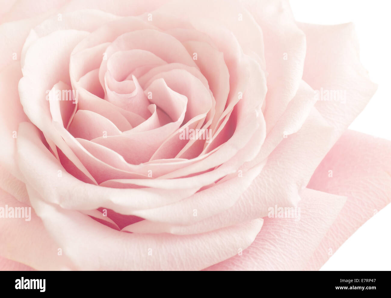 Light pink rose hi-res stock photography and images - Alamy