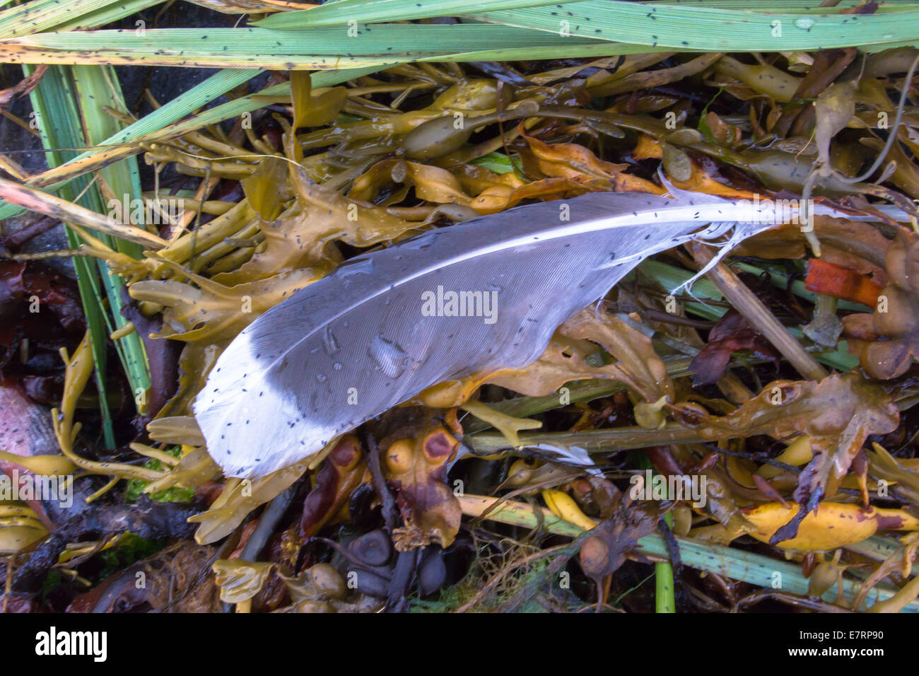 Feather On The Beach With Small Insects Stock Photo - Alamy