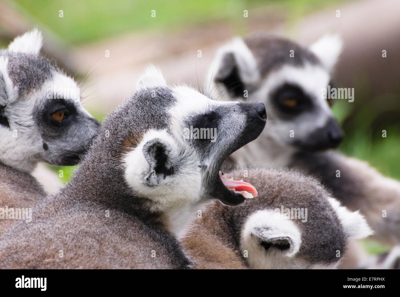 Bristol, UK. 23rd Sep, 2014. The Wild Place Project was opened by ...