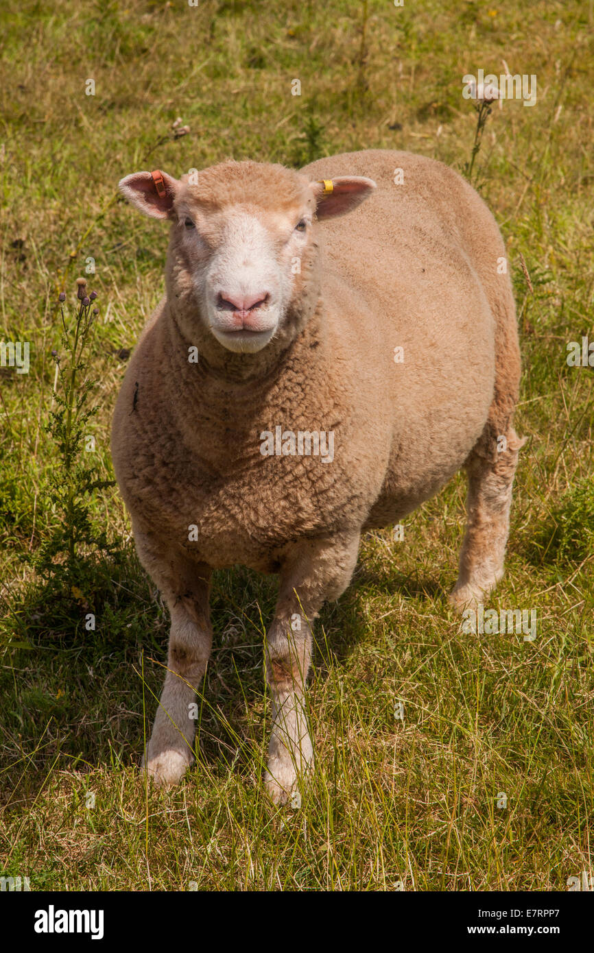 Poll Dorset sheep, Hope Cove, South Devon, England, United Kingdom ...