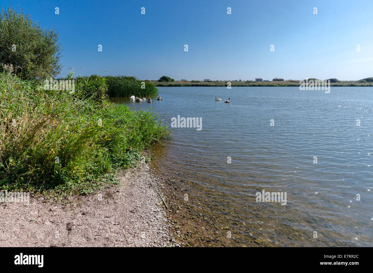 Slapton Ley Nature Reserve in South Devon Stock Photo - Alamy