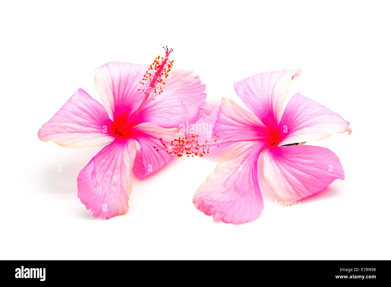 Colorful pink Hibiscus flower, isolated on a white background Stock ...