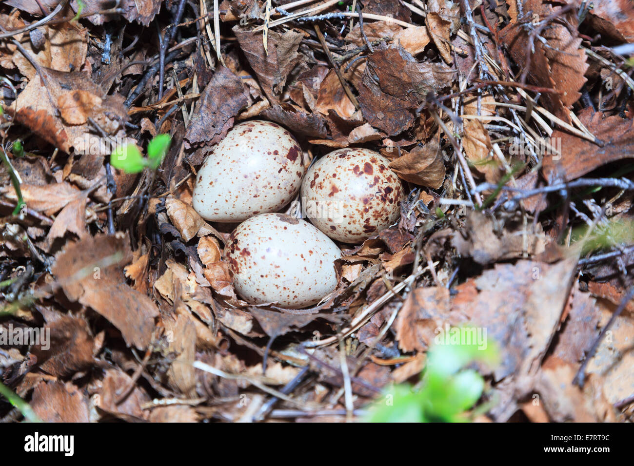 Sandpiper eggs hi-res stock photography and images - Alamy