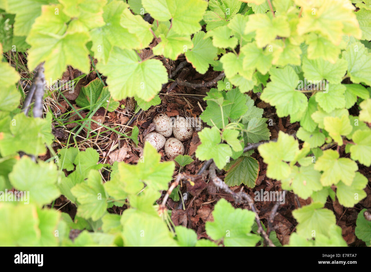 Sandpiper eggs hi-res stock photography and images - Alamy