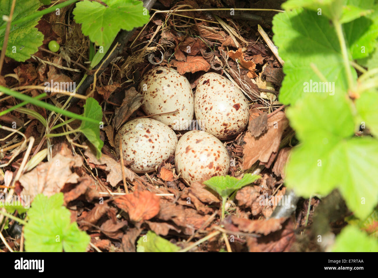 Sandpiper eggs hi-res stock photography and images - Alamy