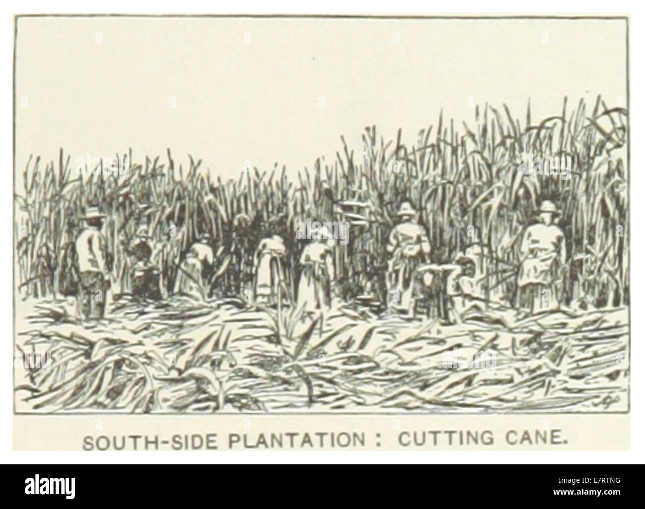 This 1891 illustration shows workers harvesting sugarcane at the South ...