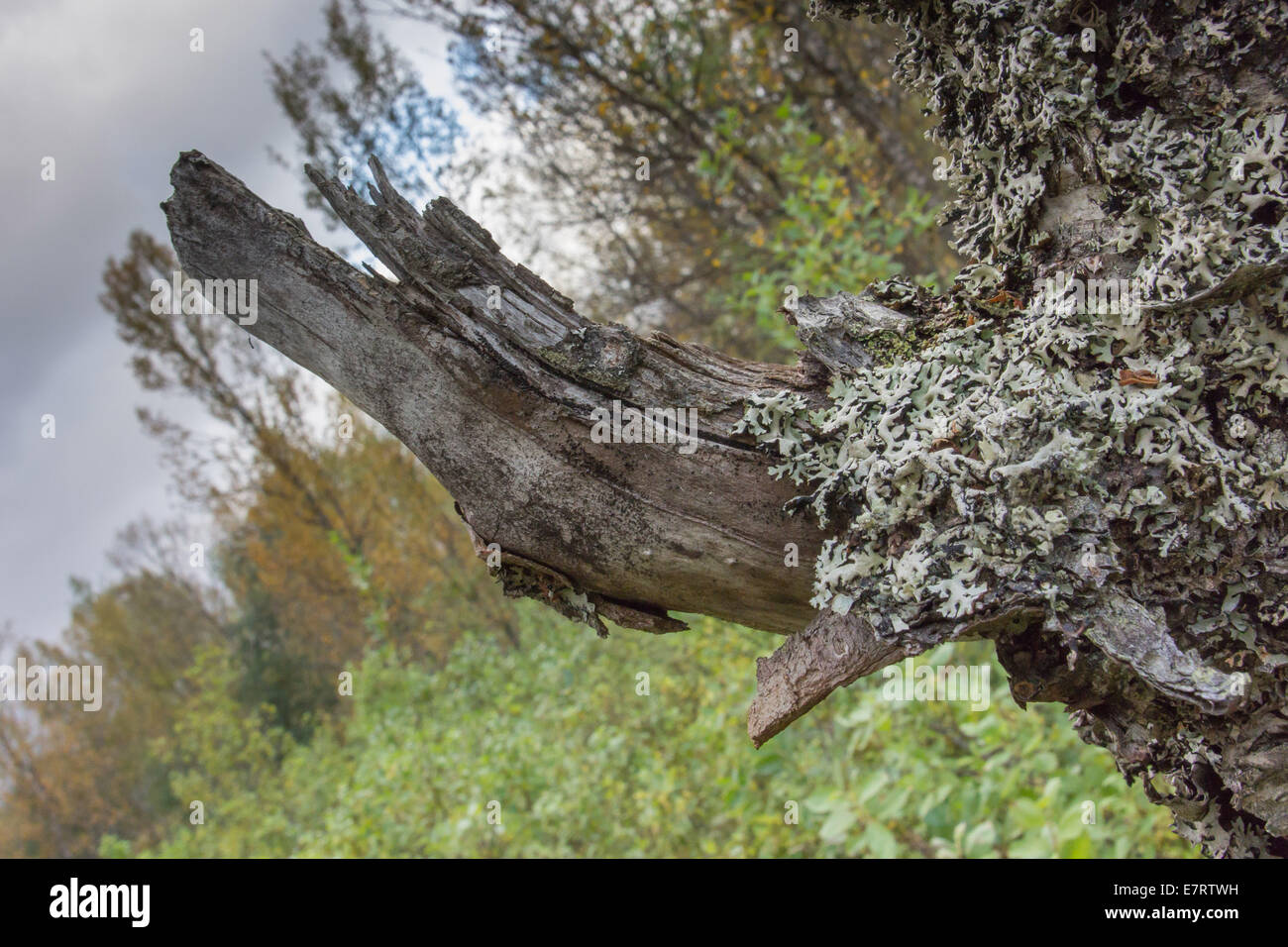 Lichens On Tree Branch Stock Photo - Alamy