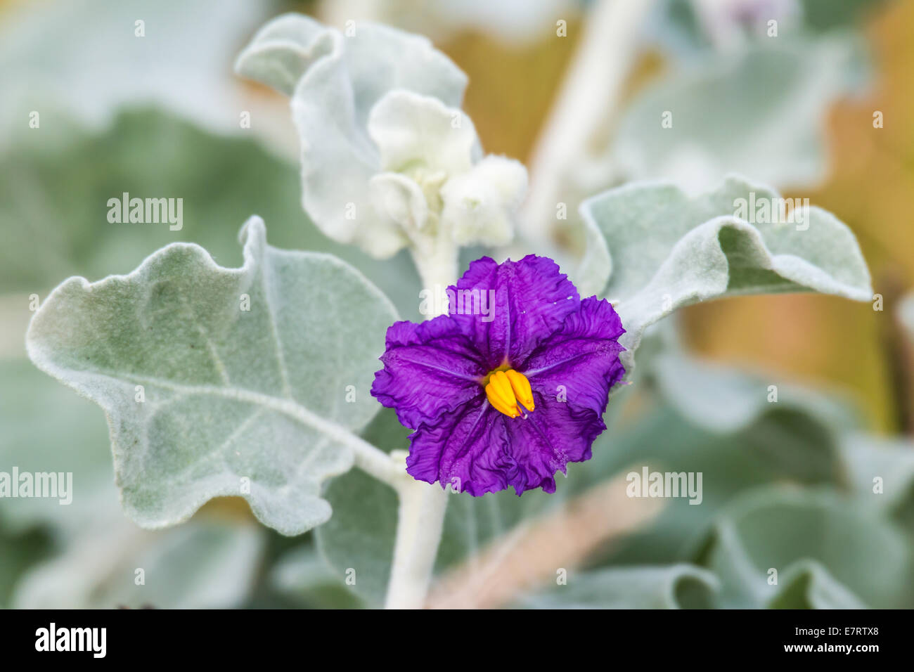 Flannel Bush, Solanum lasiophyllum Stock Photo - Alamy