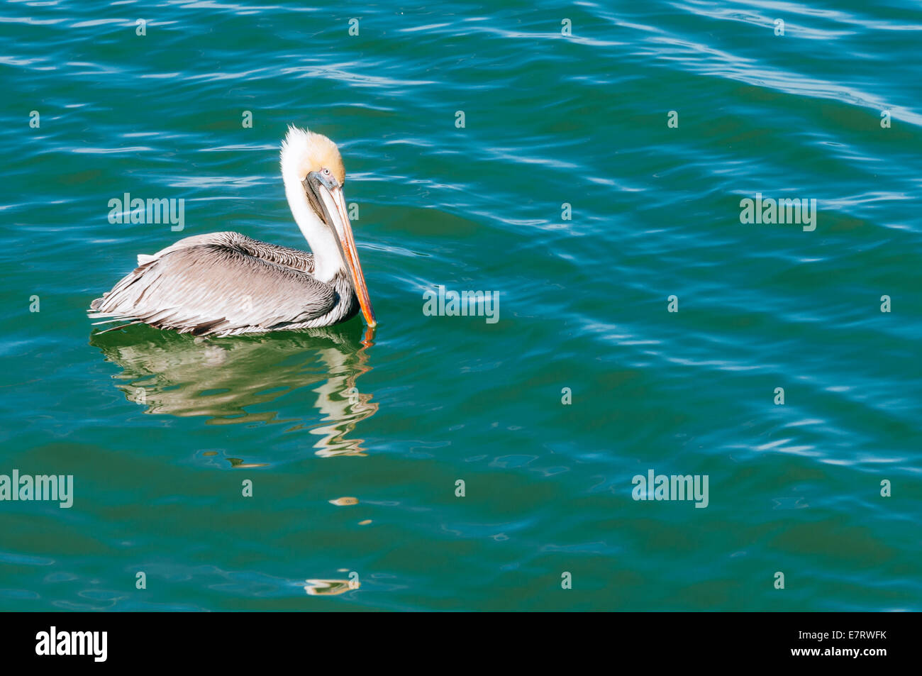 South pelican island hi-res stock photography and images - Alamy