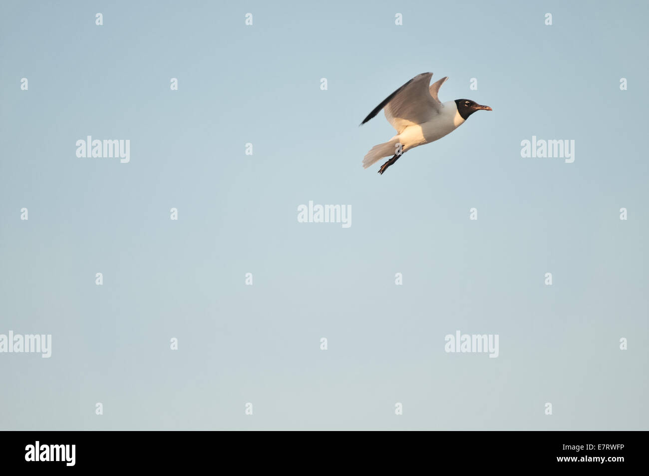 sea bird flying Stock Photo - Alamy