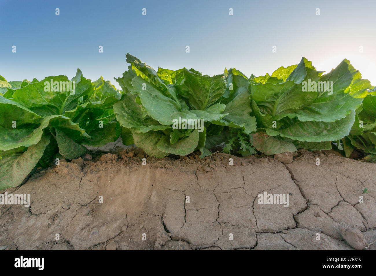 Side view of the first row in lettuce plantation Stock Photo - Alamy