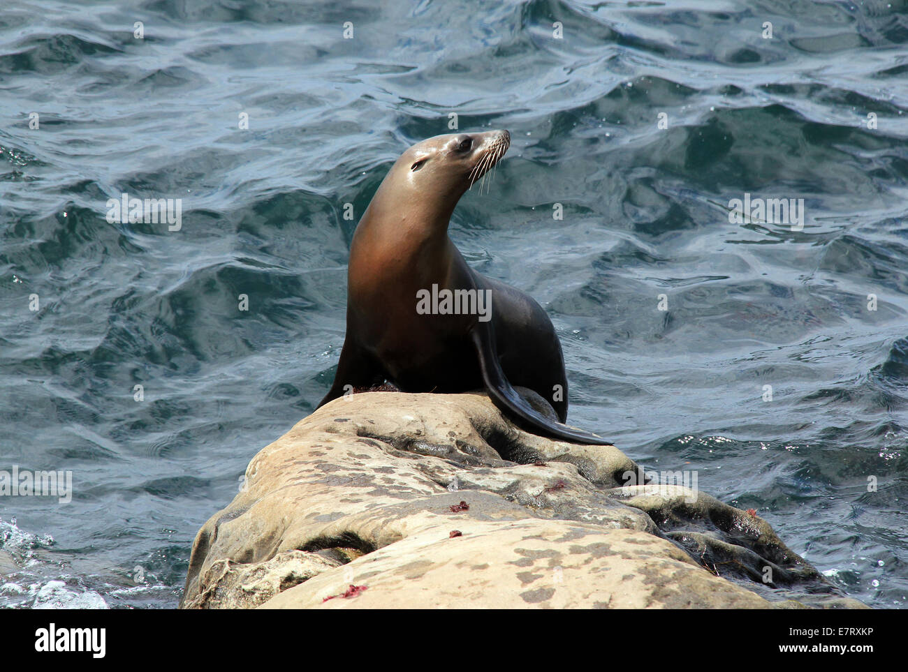Sea Lion On Rocks