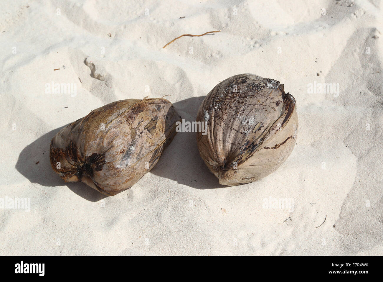 Coconuts on a beach Stock Photo - Alamy Coconuts on a beach Stock Photo - Alamy