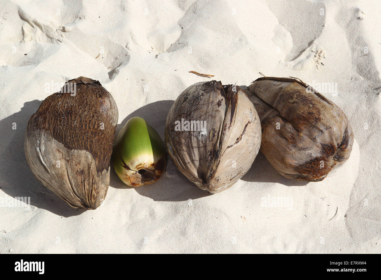 Coconuts on a beach Stock Photo - Alamy