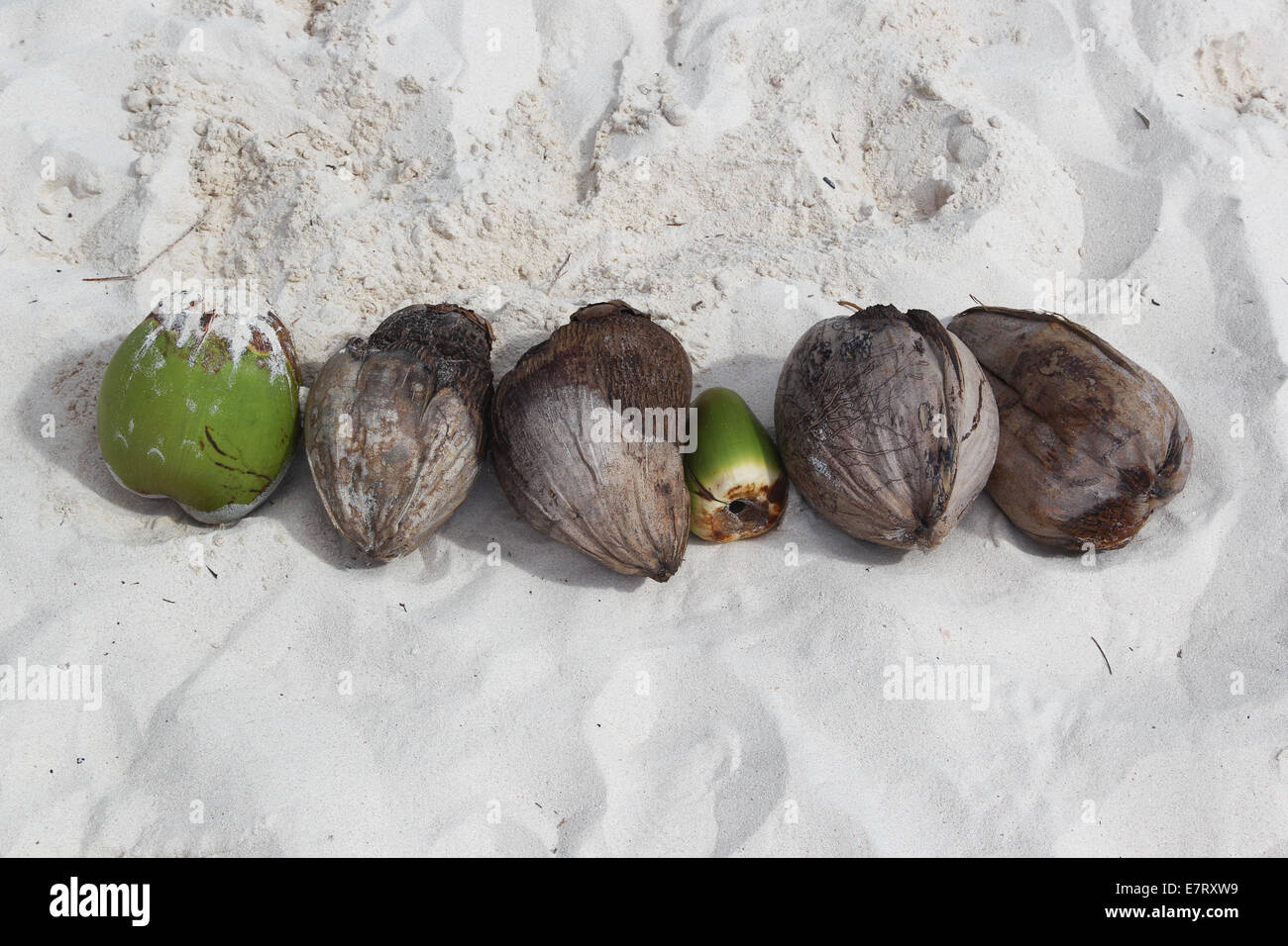 Coconuts on a beach Stock Photo - Alamy Coconuts on a beach Stock Photo - Alamy