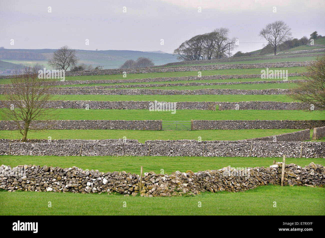 Dry stone walls near Wormhill, UK Peak District. Used as traditional ...