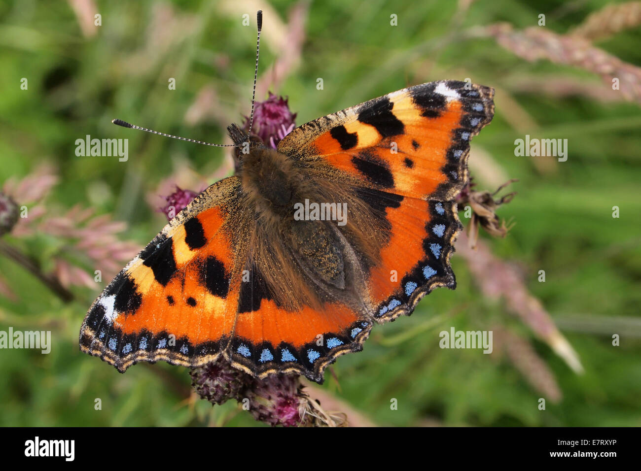 Up close butterfly hi-res stock photography and images - Alamy
