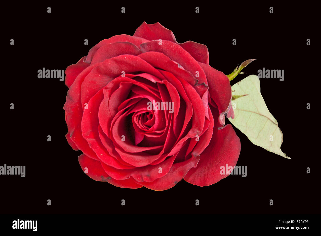 single deep red rose on black background Stock Photo - Alamy