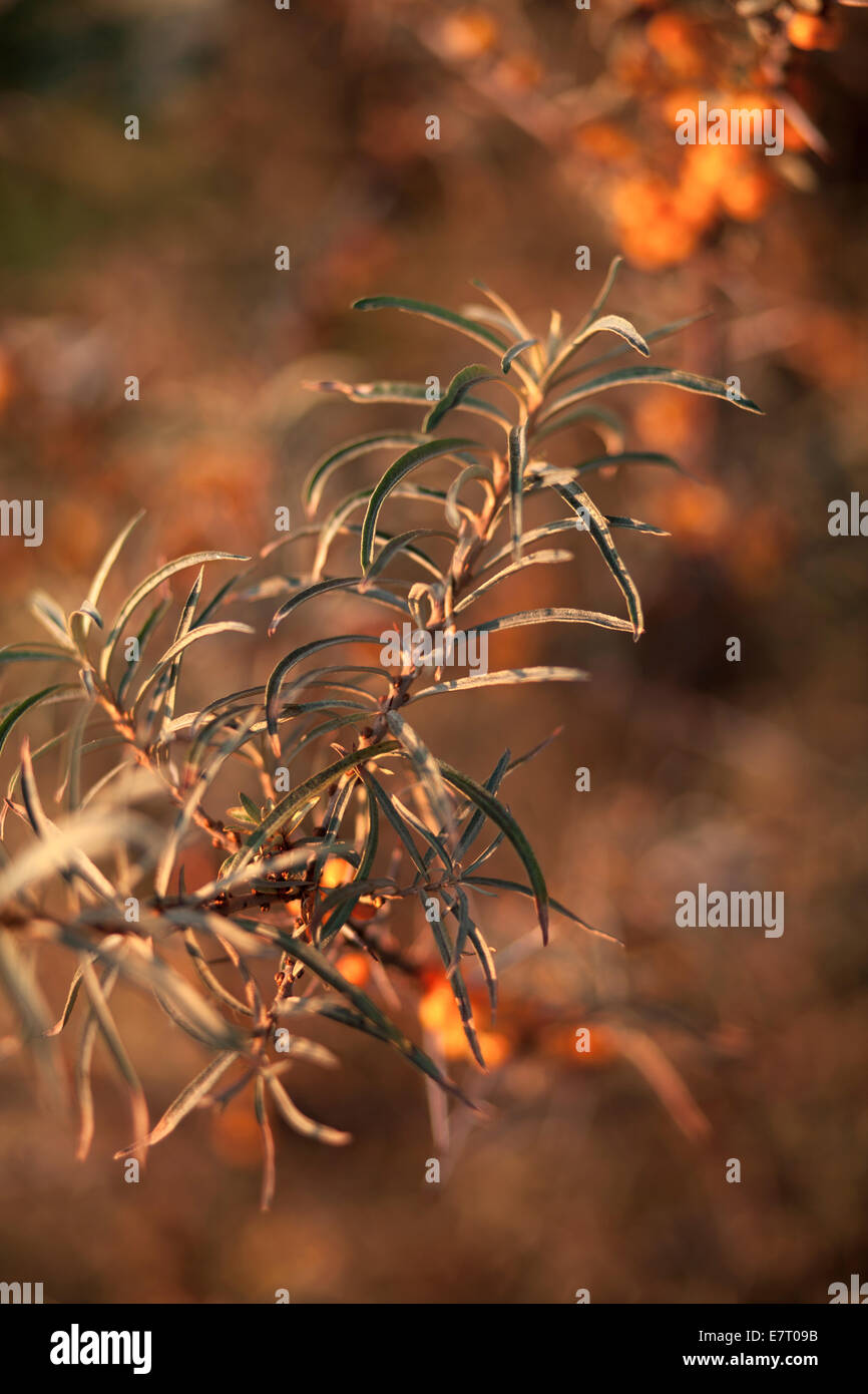 Shallow background hi-res stock photography and images - Alamy