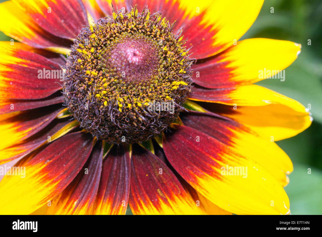 Black Eyed Susan Stock Photo - Alamy
