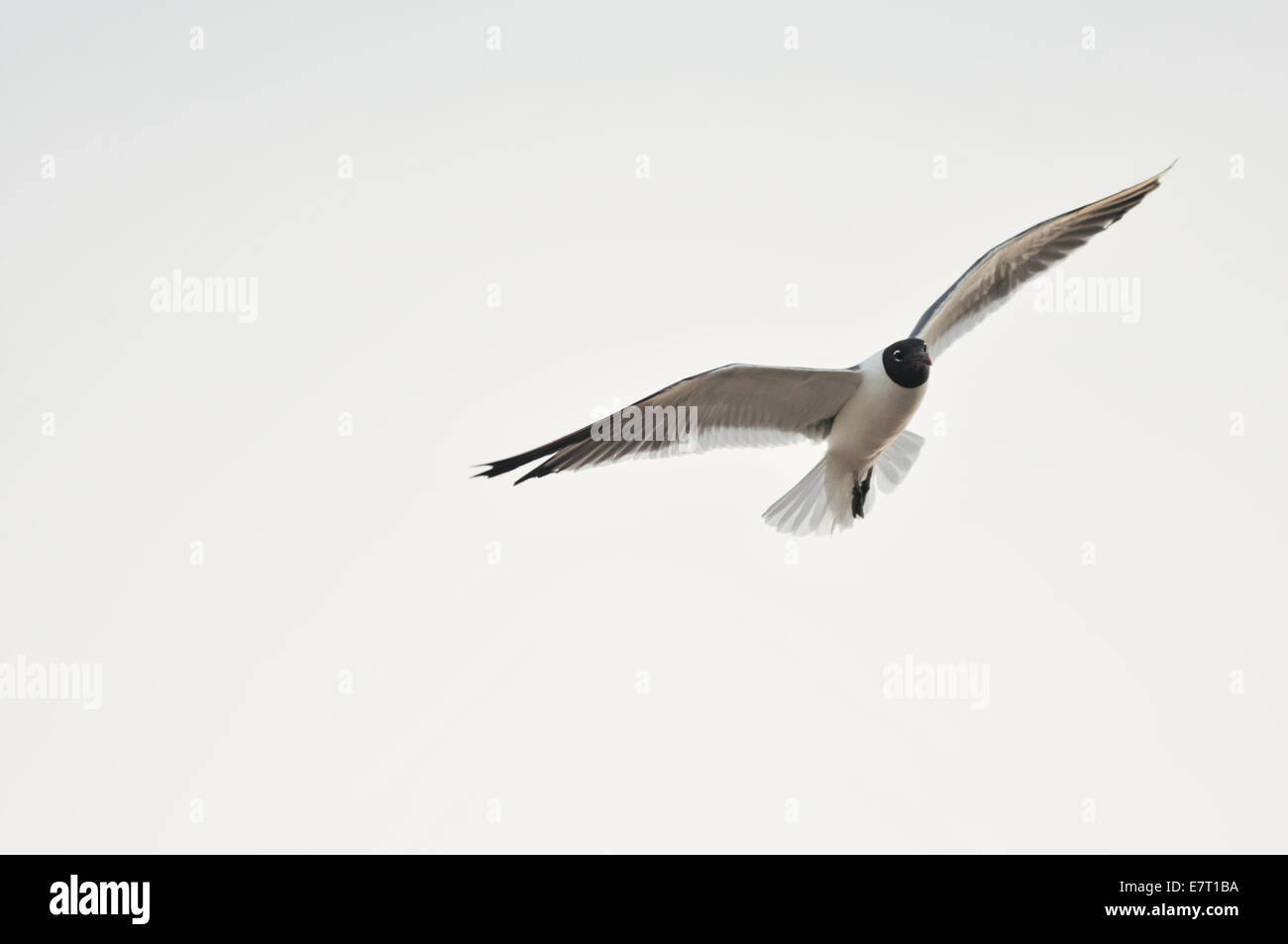 sea birds flying Stock Photo - Alamy