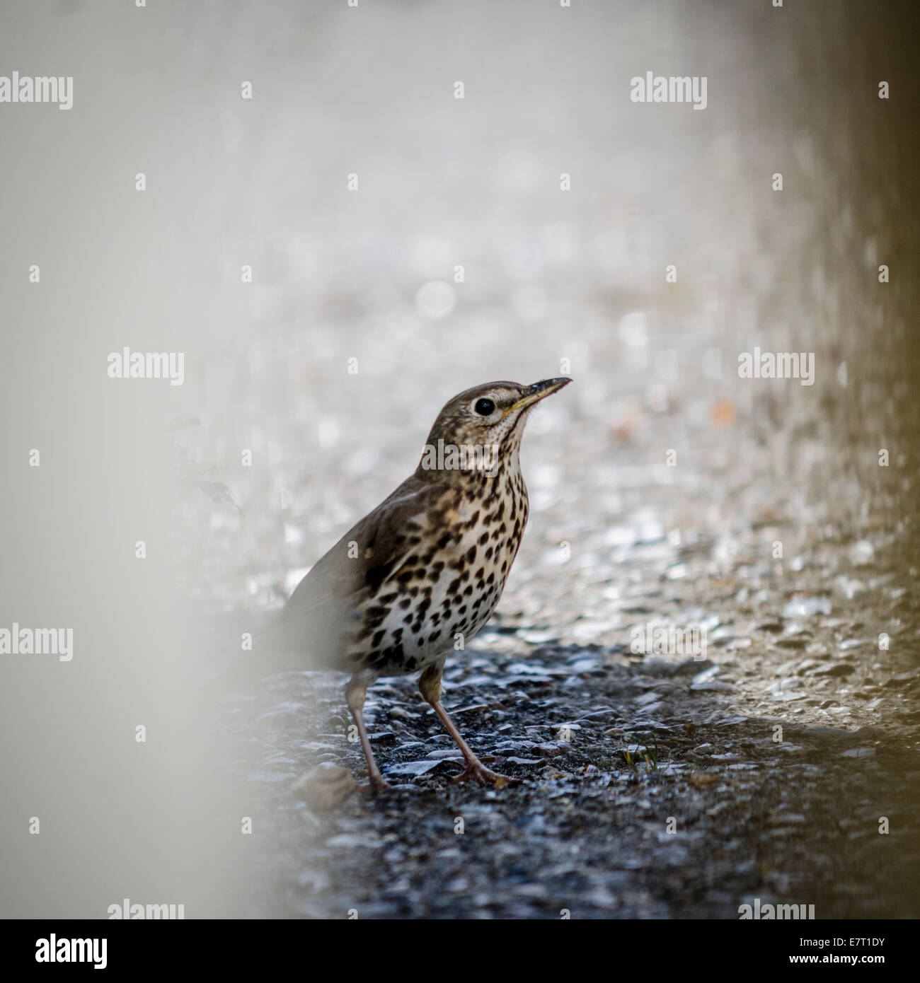 British thrush hi-res stock photography and images - Alamy