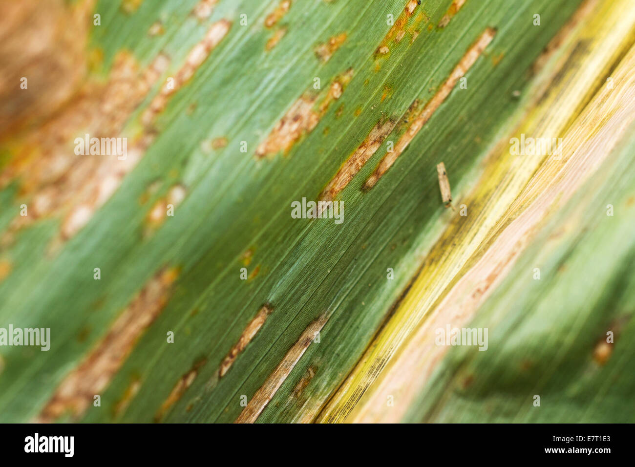 Cornstalk hi-res stock photography and images - Alamy