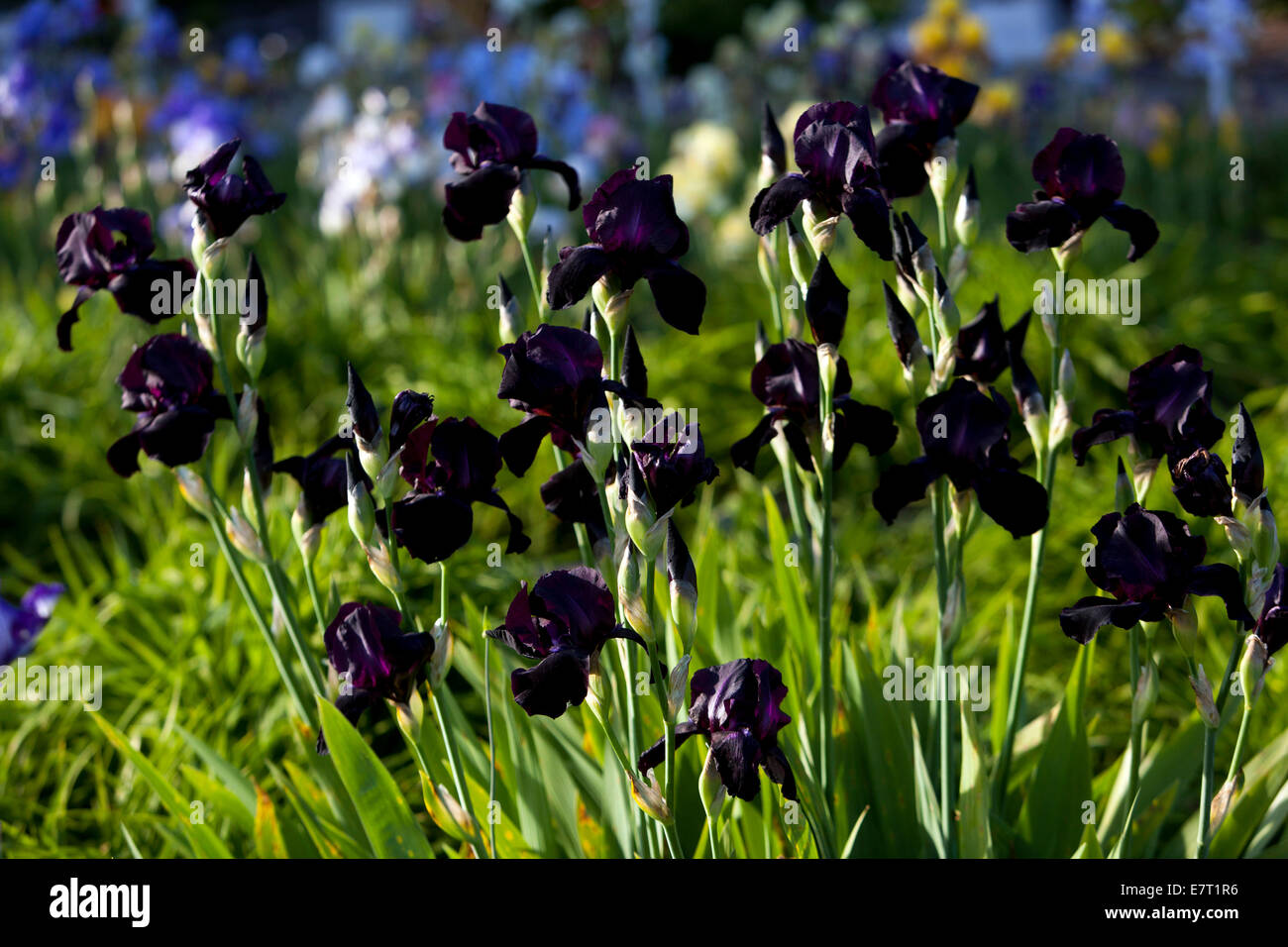 Iris germanica bed hi-res stock photography and images - Alamy