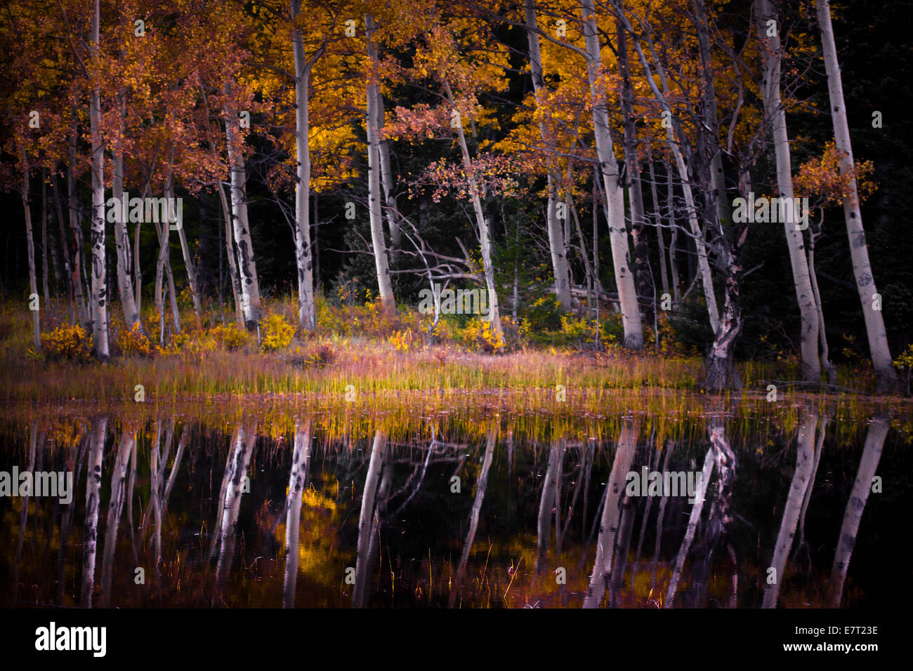 Colorado Aspen trees reflect in a pond during Autumn showcasing a dream ...