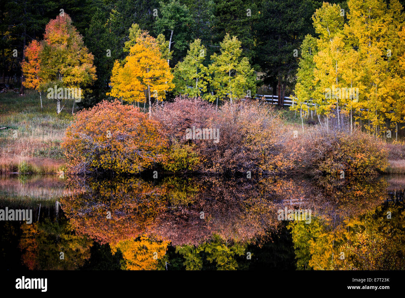 Aspen trees reflect in a pond in rural Gilpin County Colorado during ...