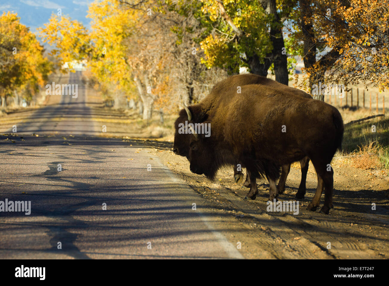 Bison stand along side the road at Rocky Mountain Arsenal National ...