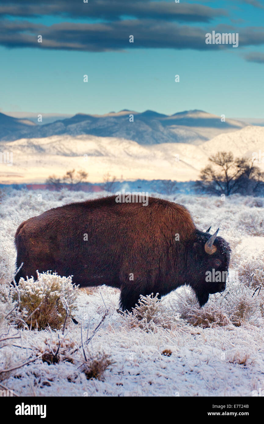 Bison animal habitat hi-res stock photography and images - Alamy