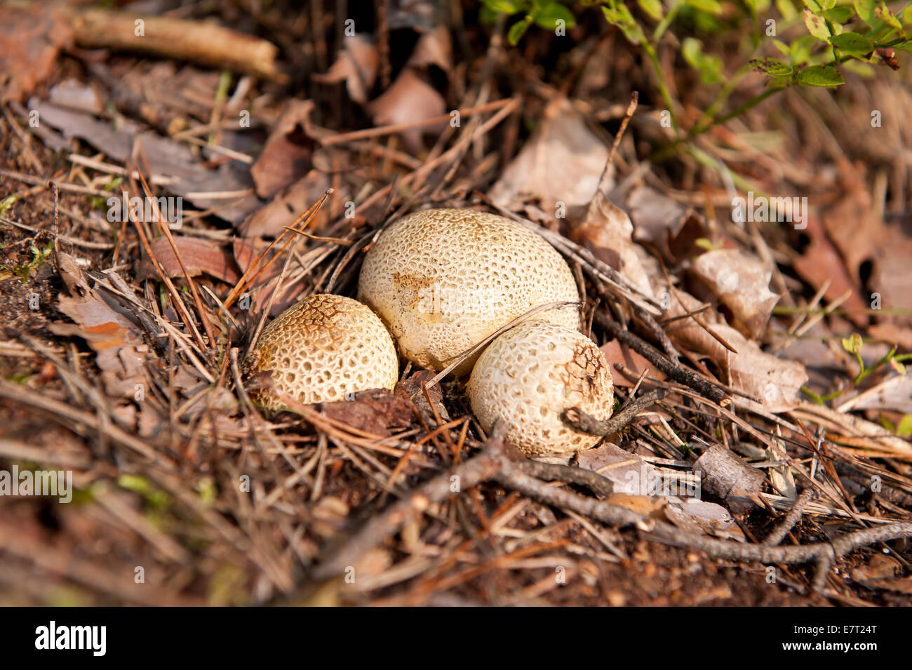 Scleroderma High Resolution Stock Photography and Images - Alamy