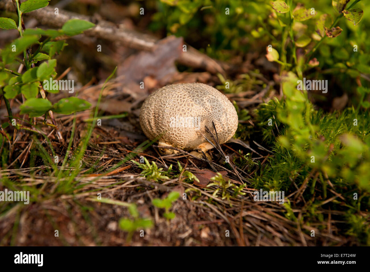 Scleroderma aurantium poisonous puffball Stock Photo - Alamy