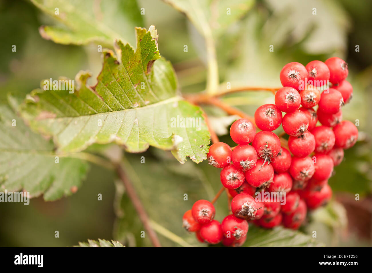Sorbus fruits hi-res stock photography and images - Alamy