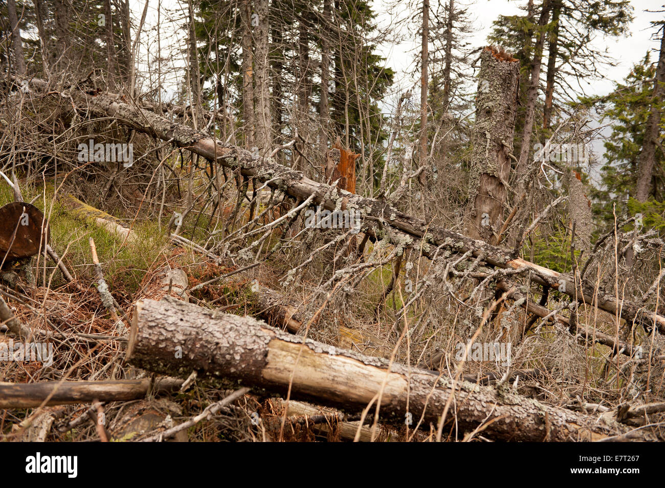Rotted trees collapsed in Babia Gora National Park Stock Photo - Alamy