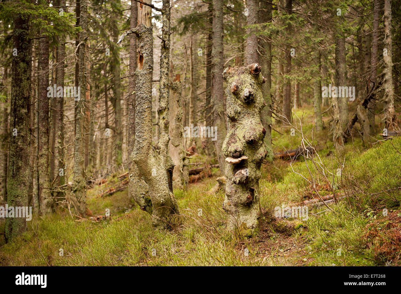 Old growth forest trees hi-res stock photography and images - Alamy
