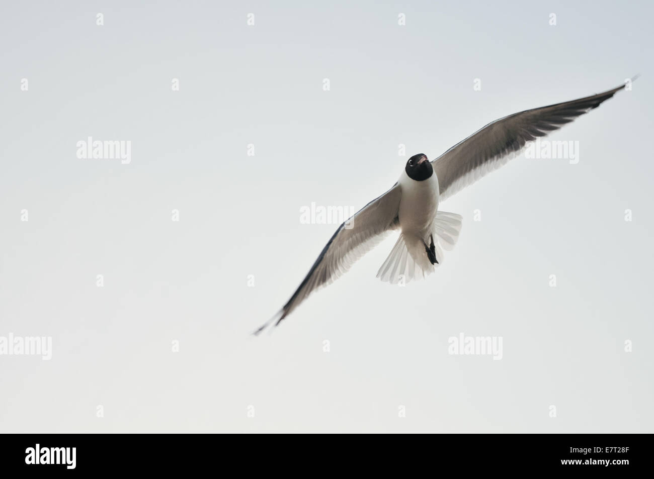 sea birds flying Stock Photo - Alamy
