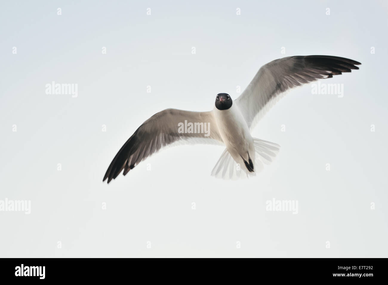 sea birds flying Stock Photo - Alamy