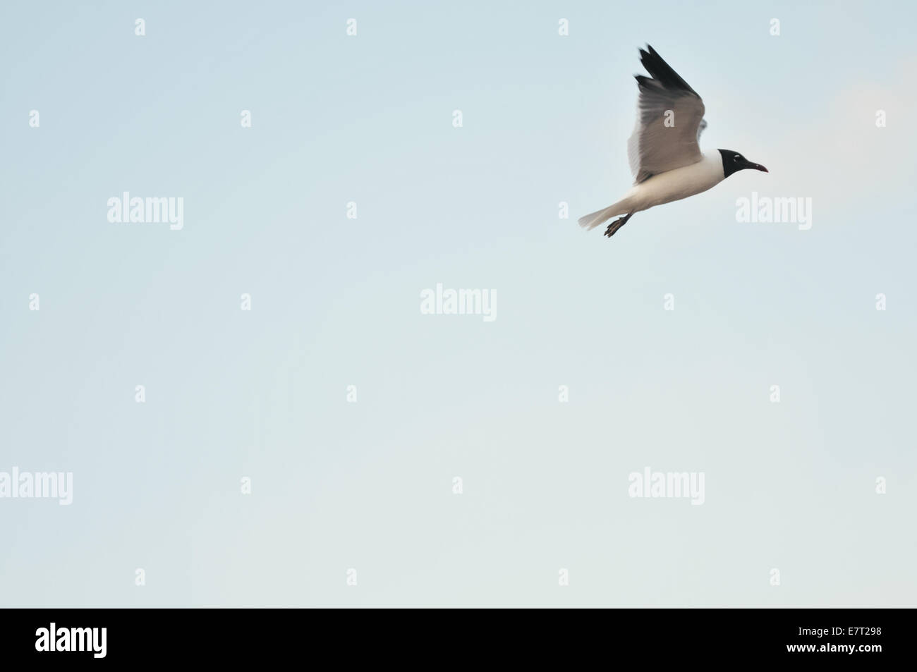 sea birds flying Stock Photo - Alamy