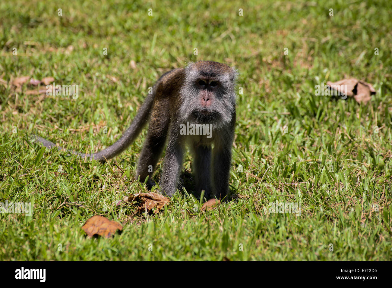 Makaka wakling in the grass Stock Photo - Alamy