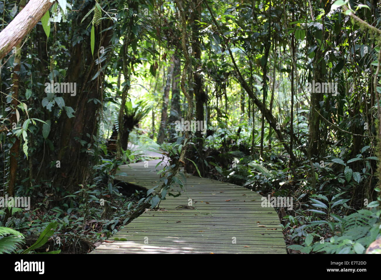 Path leading into the Jungle Stock Photo - Alamy